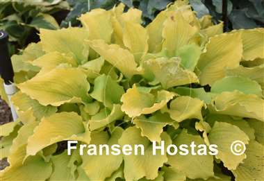 Hosta Echo the Sun - Fransen Hostas
